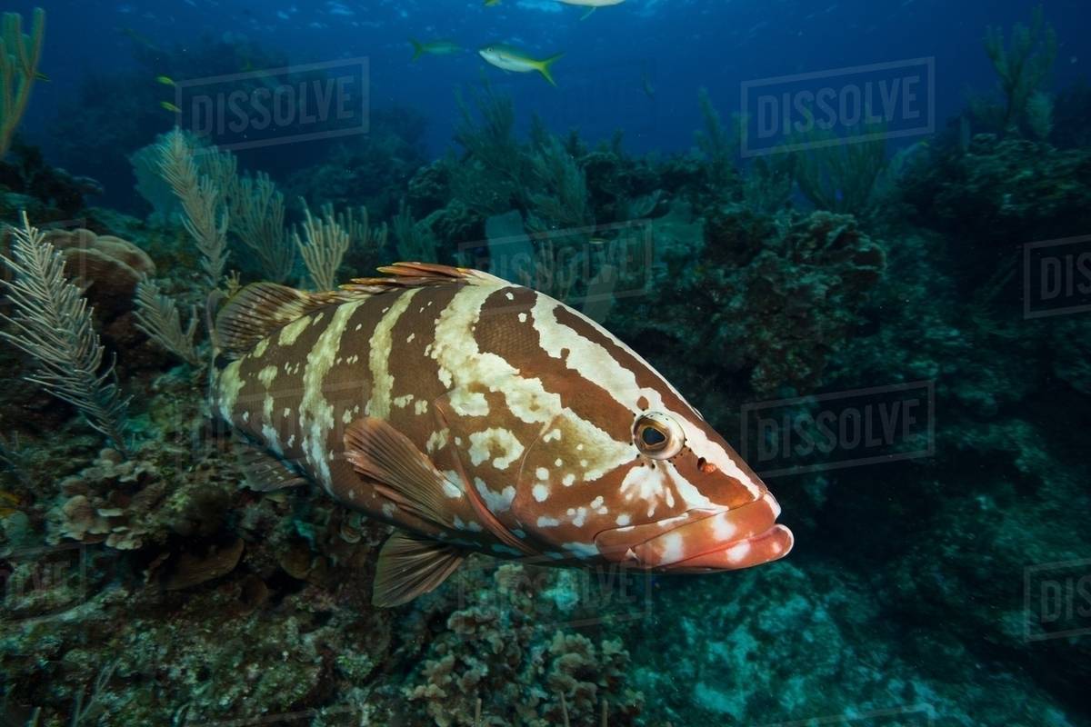 Nassau grouper on coral reef. - Royalty-free Stock Photo | Dissolve