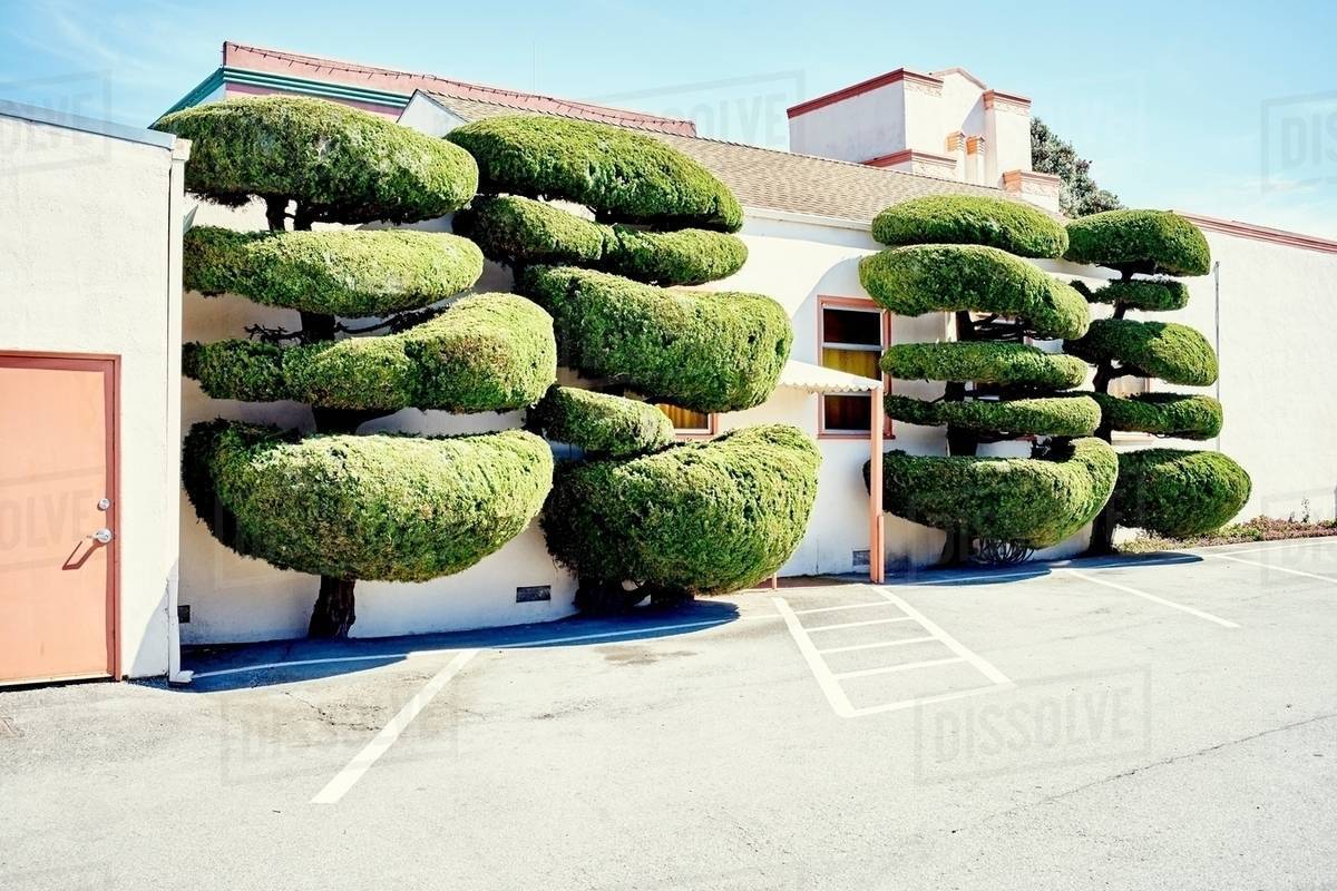 Four fancy shaped trees in parking lot - Royalty-free Stock Photo ...