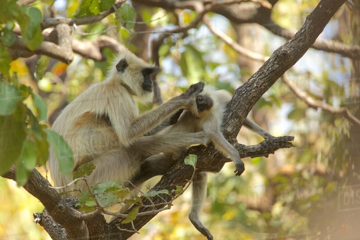 Langur monkey - Semnopithecus entellus, Satpura National Park, Madhya ...