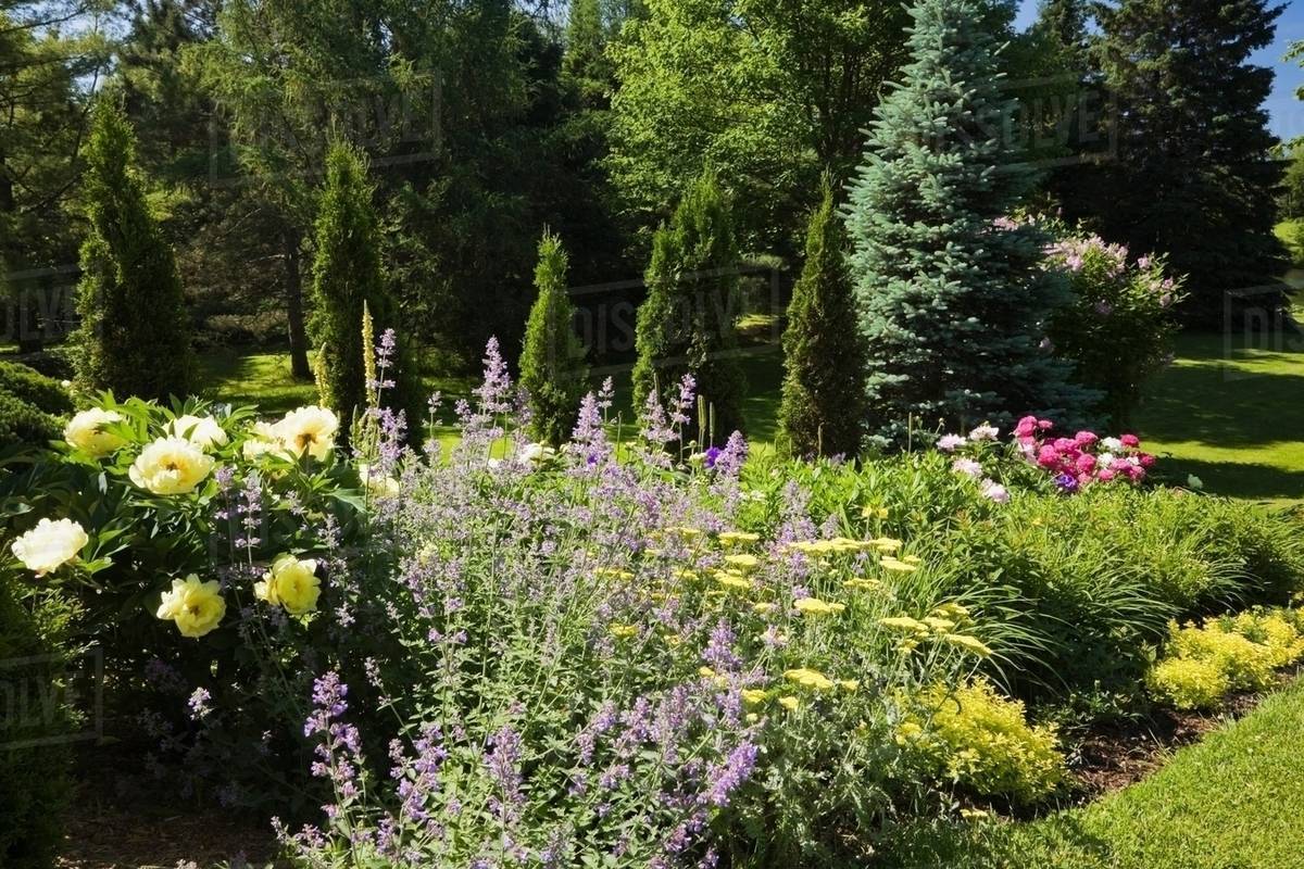 Border planted with yellow, pink, red peony (paeonia), yarrow flowers ...