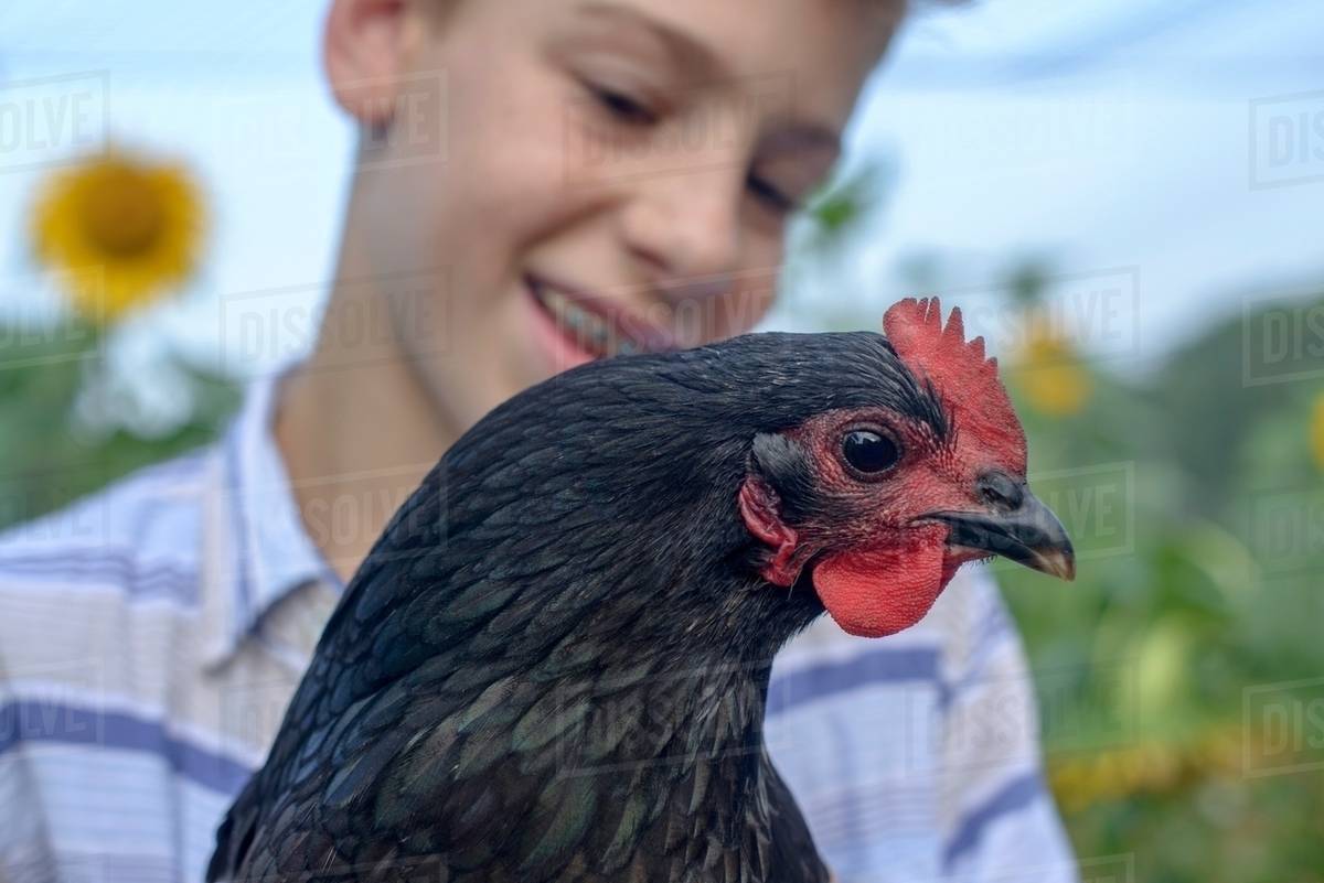 Close up portrait of boy in field holding hen - Stock Photo - Dissolve