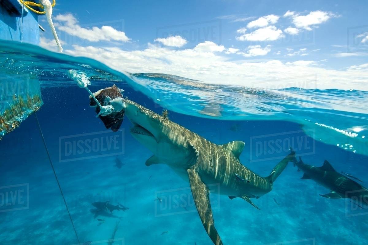 Underwater view of lemon shark near water surface eating bait hanging ...