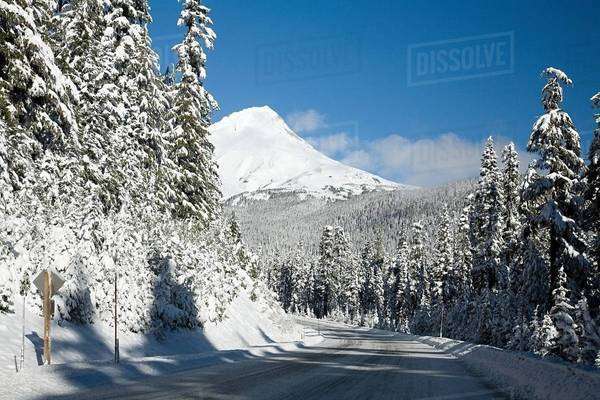 Snow covered trees near mount hood - Stock Photo - Dissolve