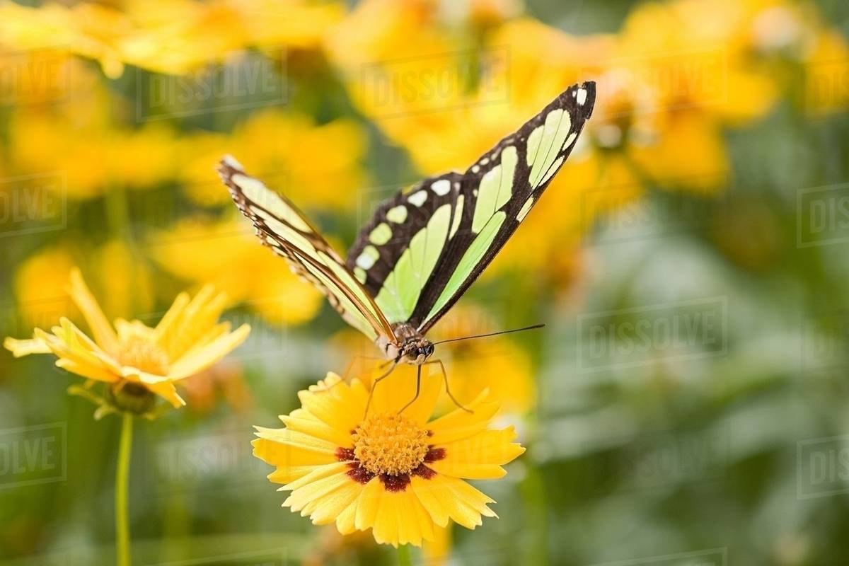 Butterfly on a yellow flower - Royalty-free Stock Photo | Dissolve