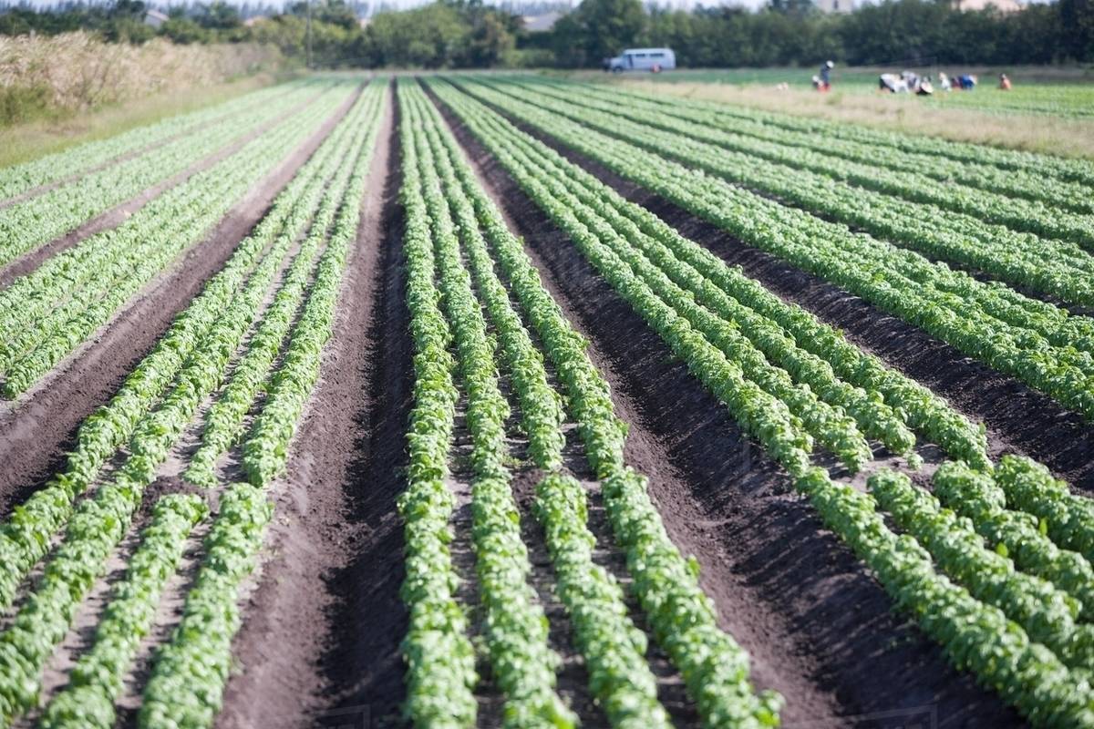 Plants in field - Stock Photo - Dissolve