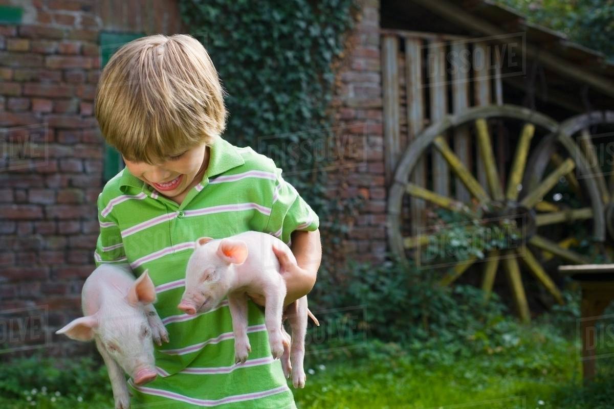 Boy carrying piglets - Royalty-free Stock Photo | Dissolve