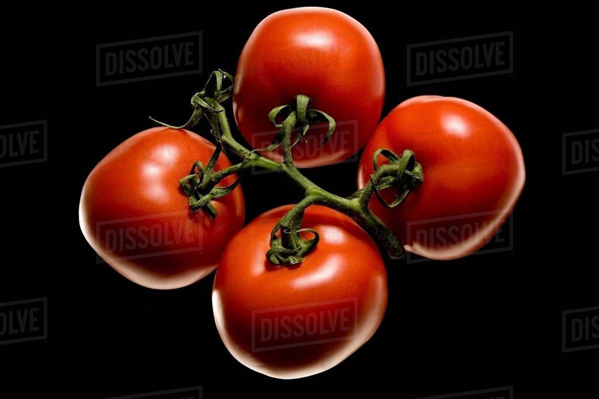 Tomatoes on the vine - Royalty-free Stock Photo | Dissolve