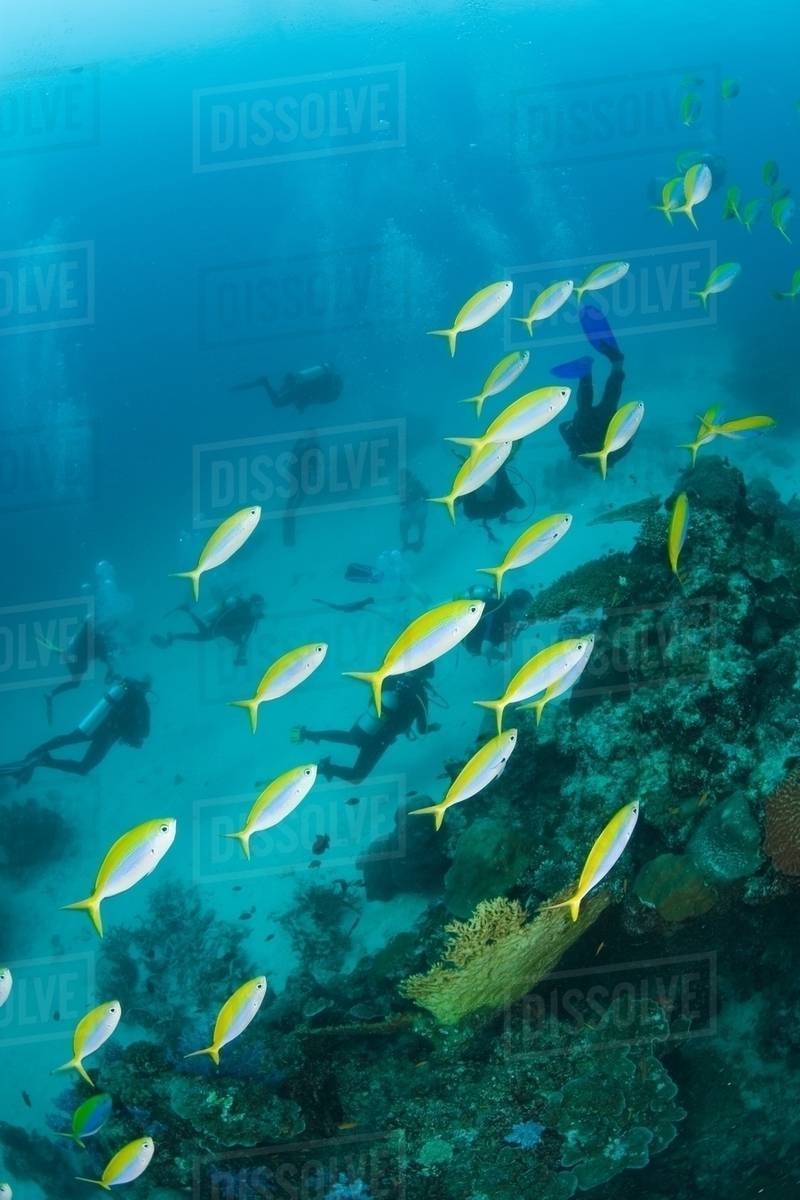 Fish and scuba divers - Royalty-free Stock Photo | Dissolve