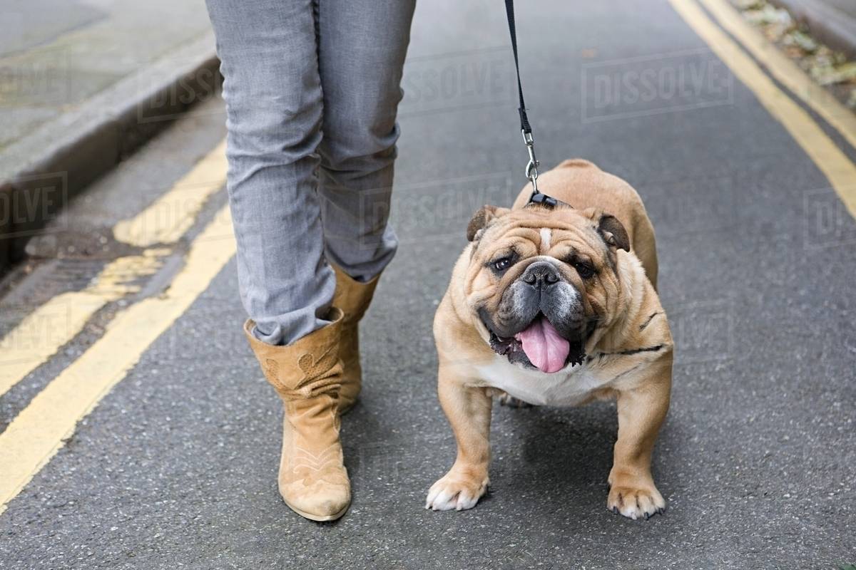 Bulldog and owner - Royalty-free Stock Photo | Dissolve