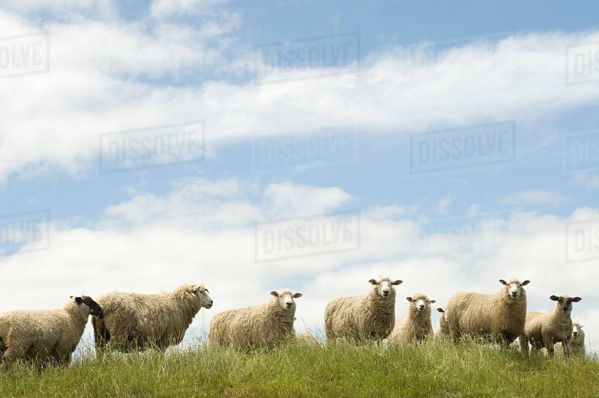 Sheep standing in grassy field - Stock Photo - Dissolve