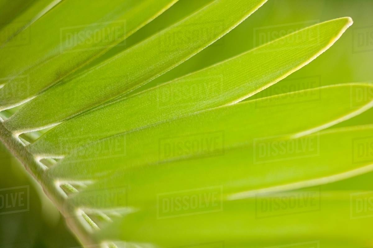 Close up of a leaf - Royalty-free Stock Photo | Dissolve