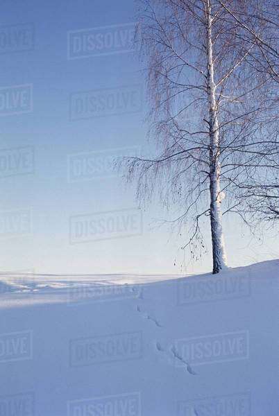 Peaceful winter scene - Stock Photo - Dissolve