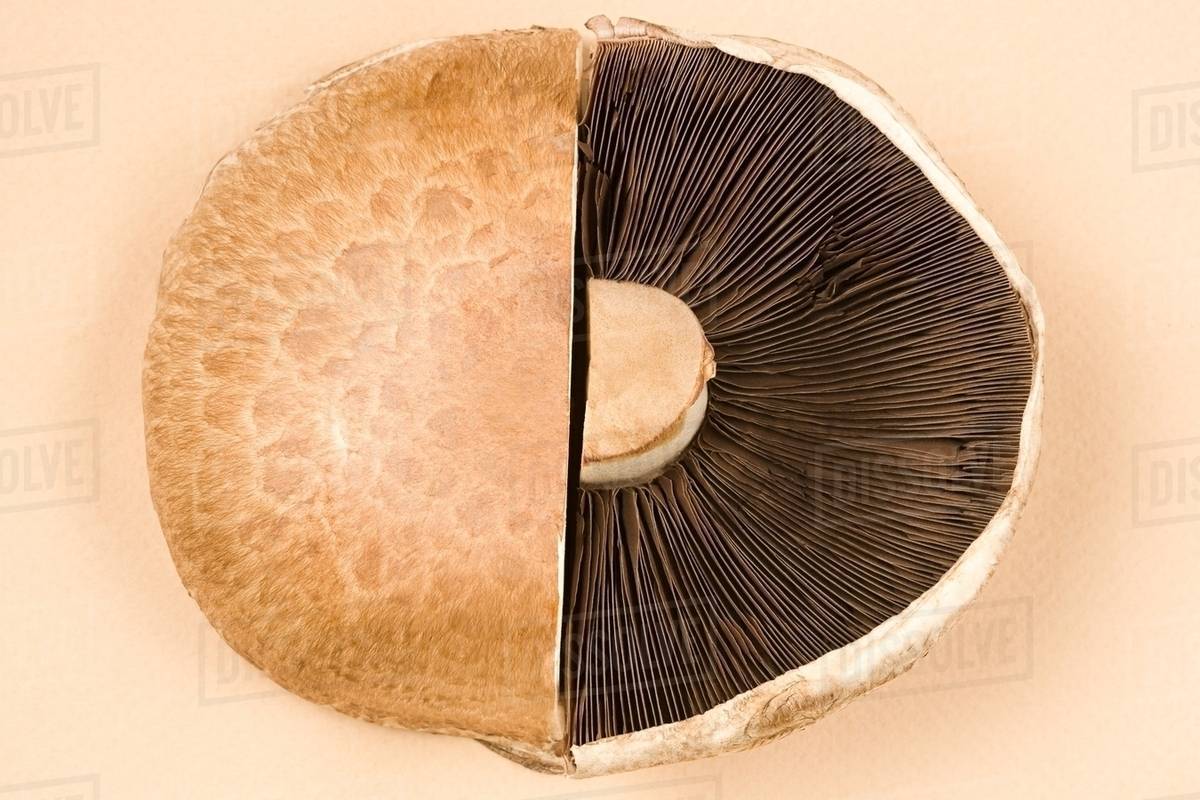 Cut mushroom - Royalty-free Stock Photo | Dissolve