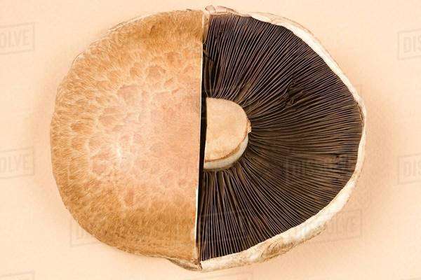 Cut mushroom - Royalty-free Stock Photo | Dissolve