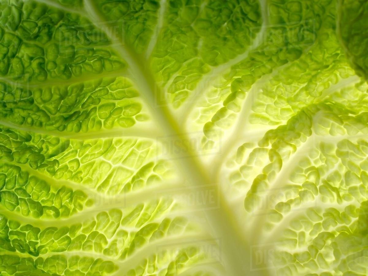 Cabbage leaf - Royalty-free Stock Photo | Dissolve
