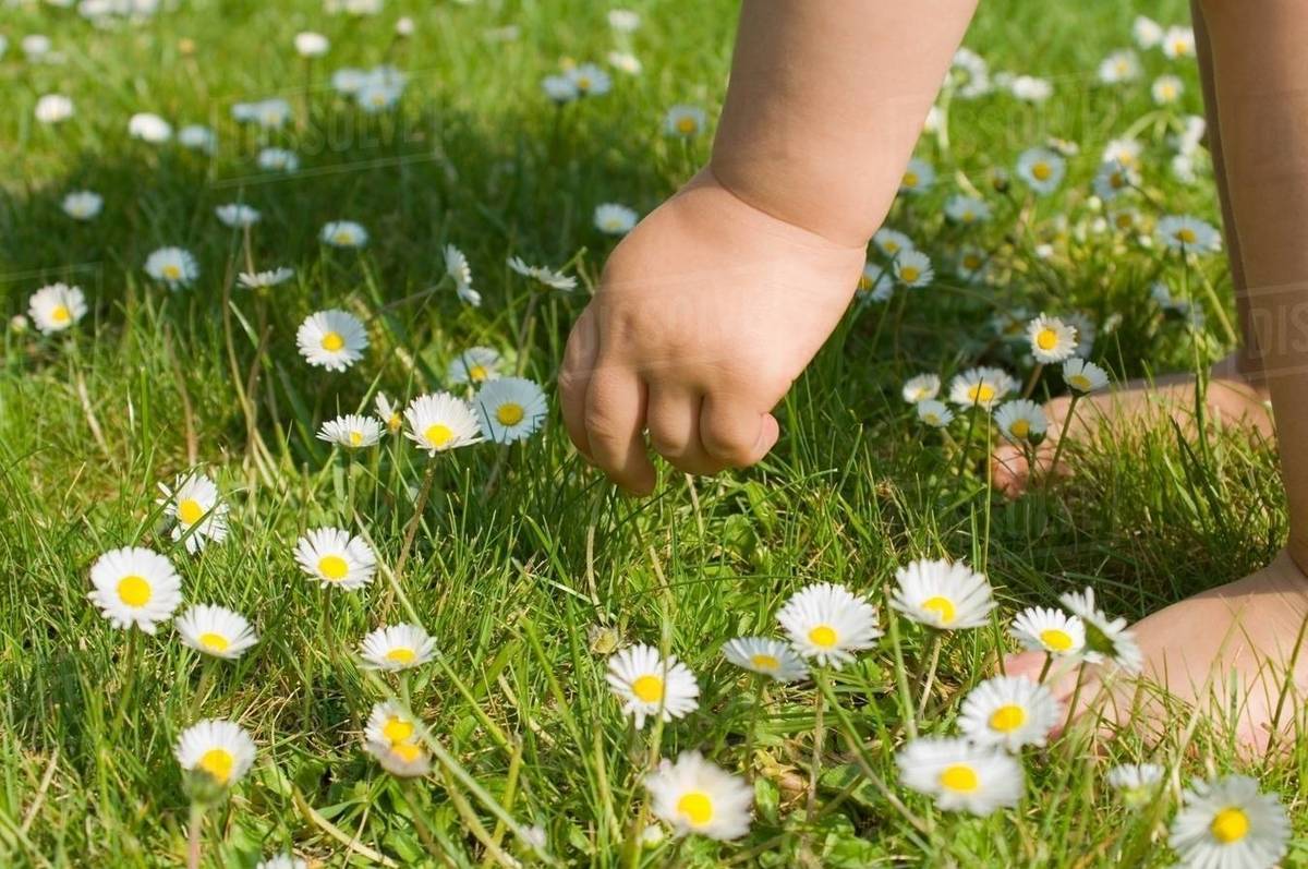 A child picking daisies - Royalty-free Stock Photo | Dissolve