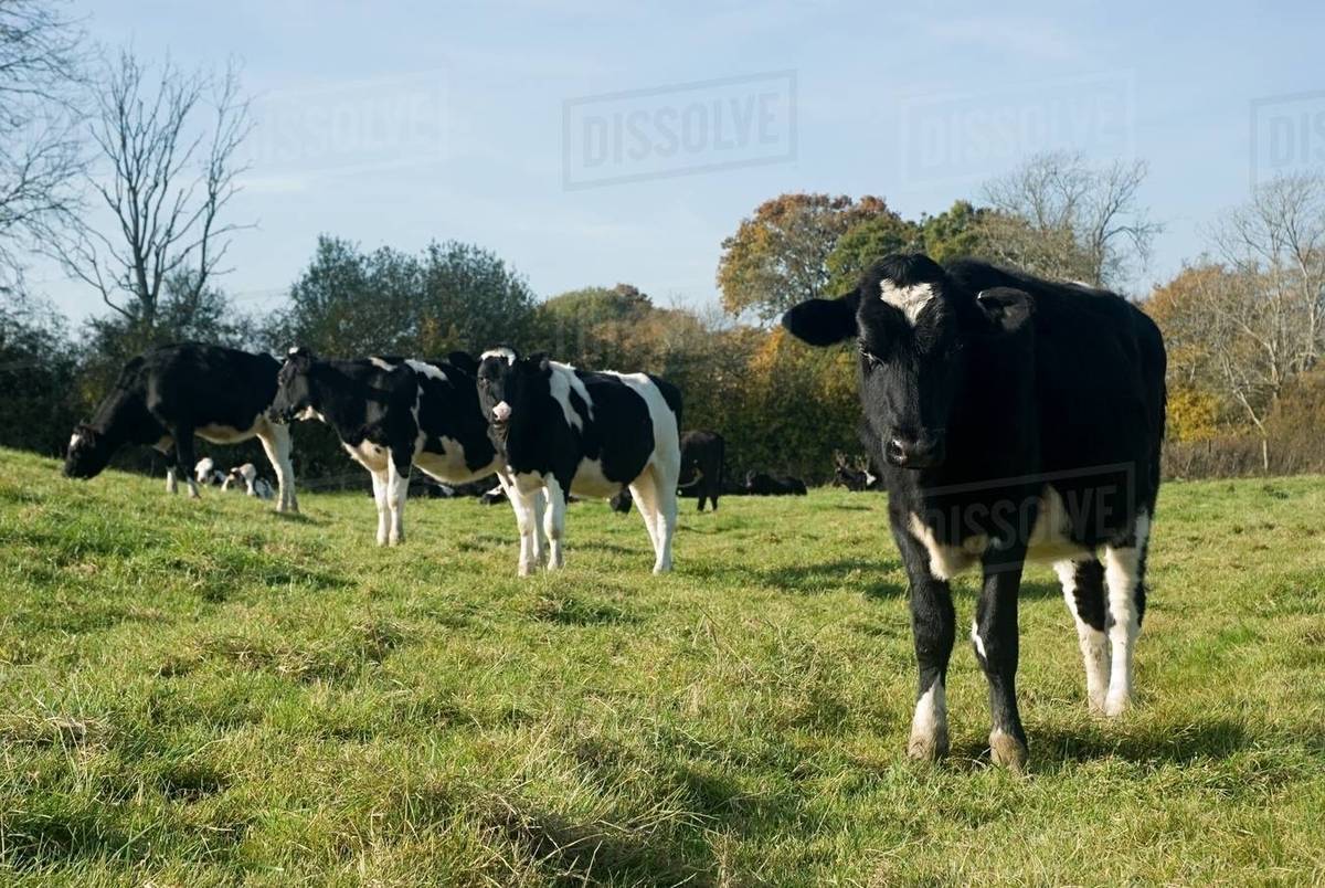 Cattle in a field - Royalty-free Stock Photo | Dissolve
