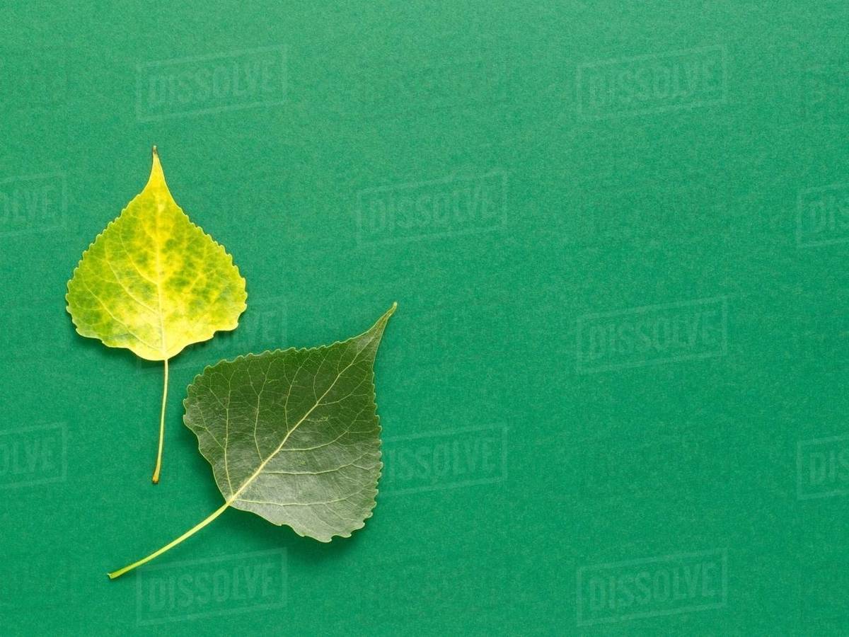 Two leaves - Stock Photo - Dissolve