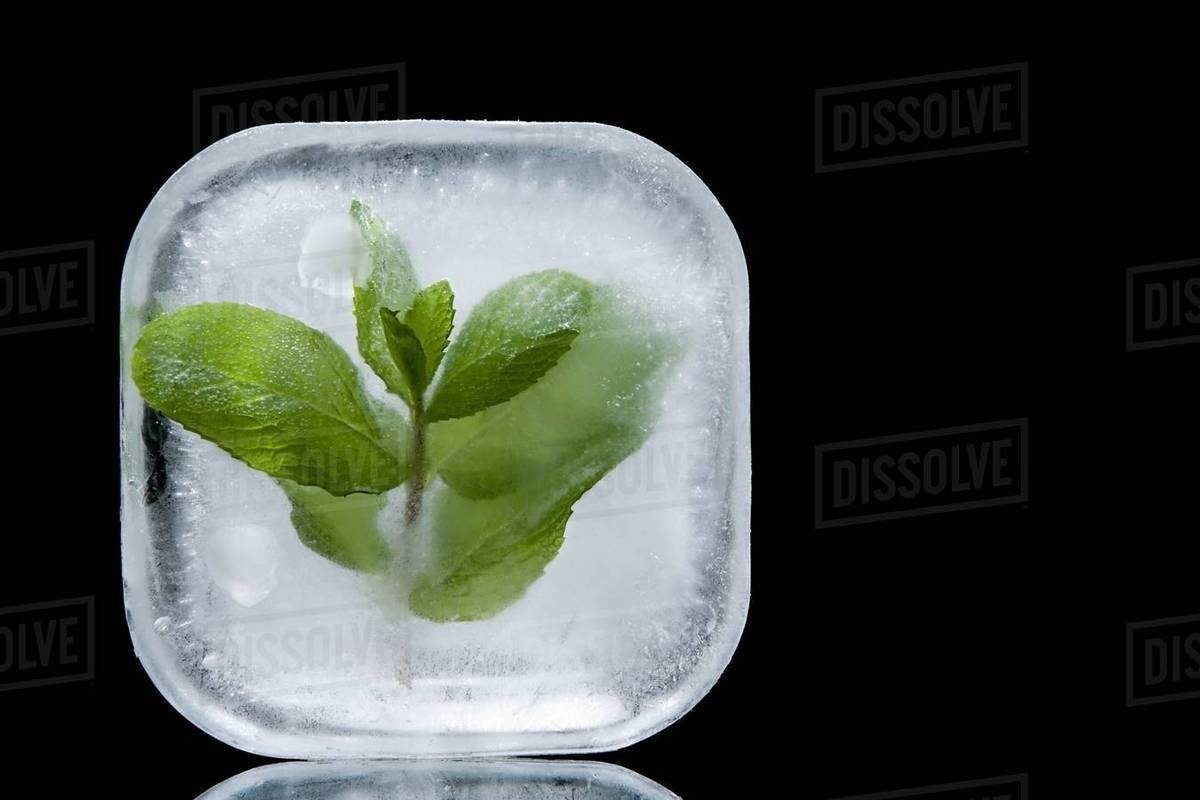 Frozen mint - Royalty-free Stock Photo | Dissolve