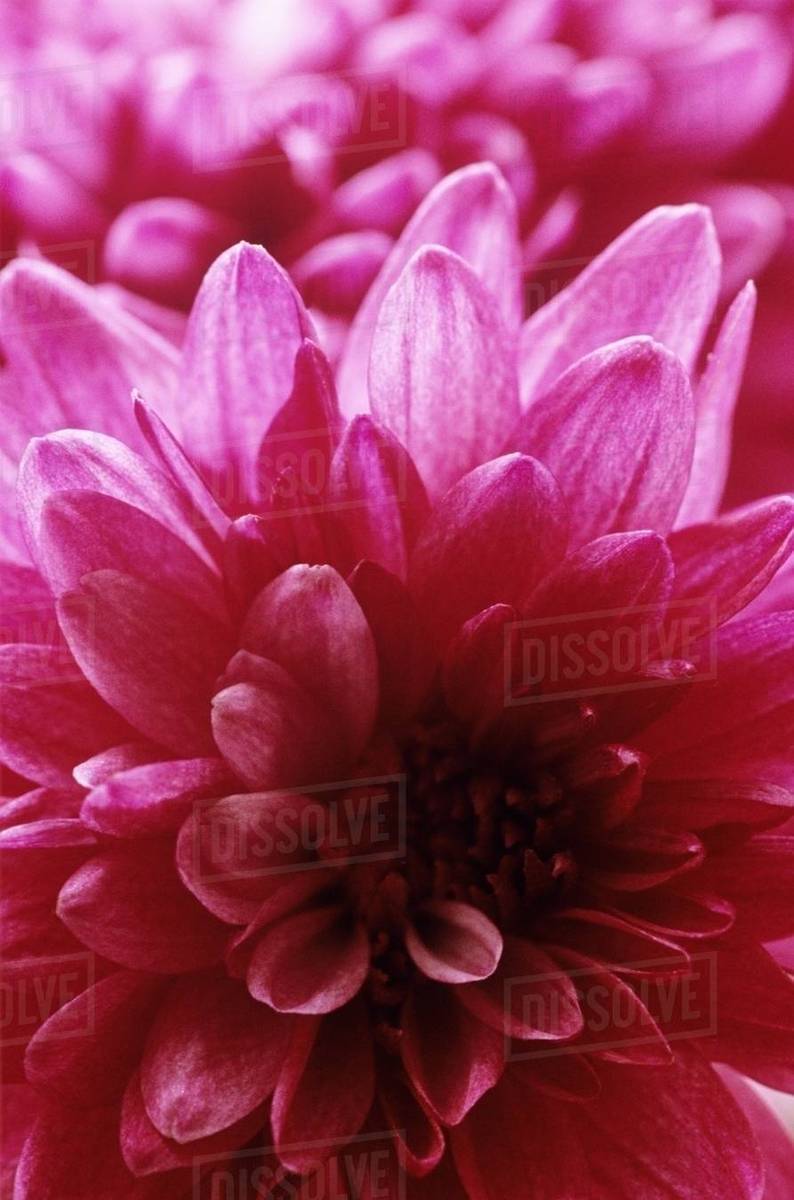 Close up of chrysanthemum - Royalty-free Stock Photo | Dissolve