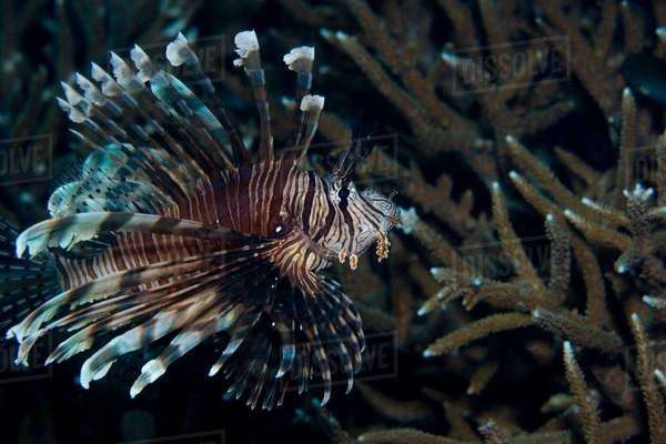 Lionfish on the reef. - Royalty-free Stock Photo | Dissolve