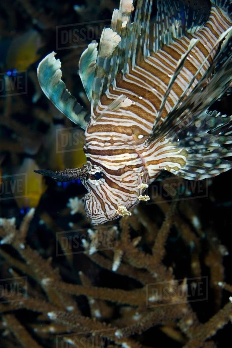 Lionfish on the reef. - Stock Photo - Dissolve
