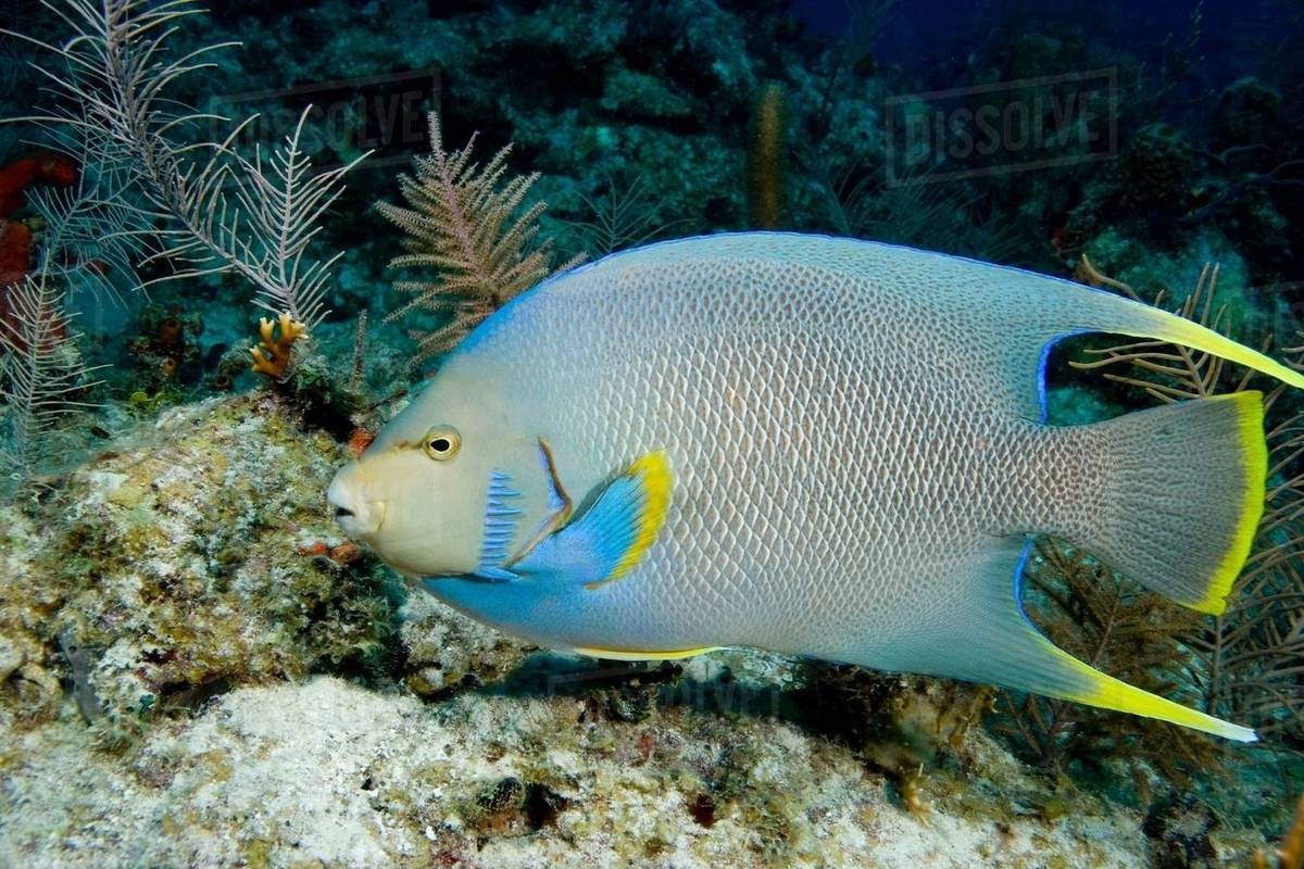 Blue angelfish on coral reef. - Royalty-free Stock Photo | Dissolve