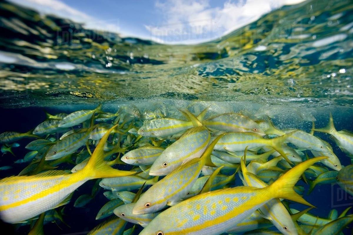 Yellowtail snapper. - Stock Photo - Dissolve