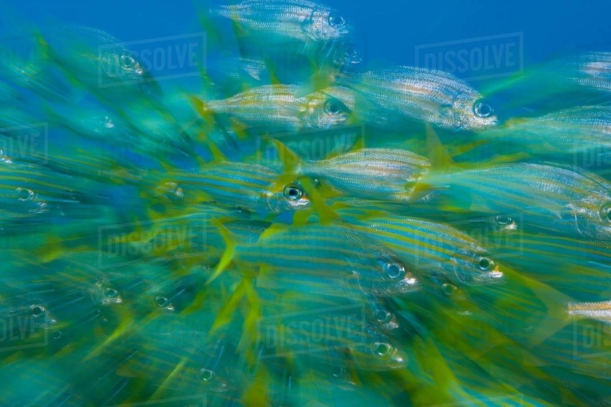 Schooling fish. - Royalty-free Stock Photo | Dissolve