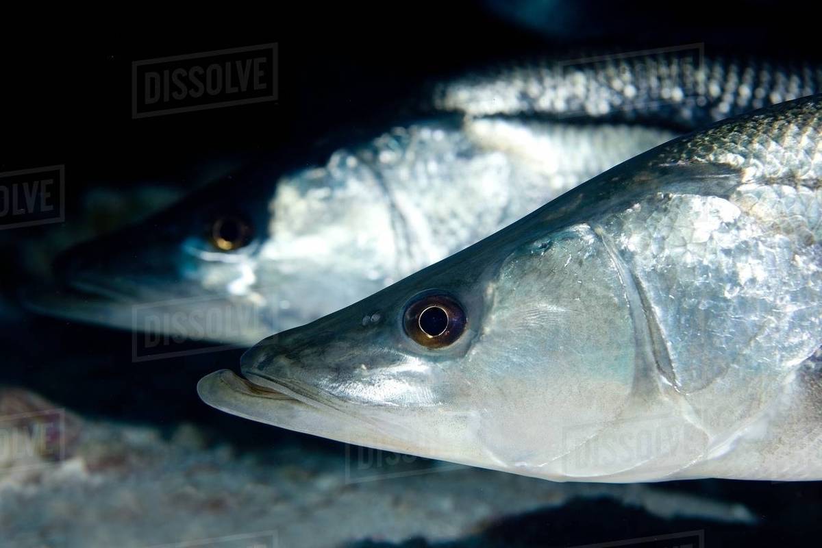 Close-up of snook. - Royalty-free Stock Photo | Dissolve