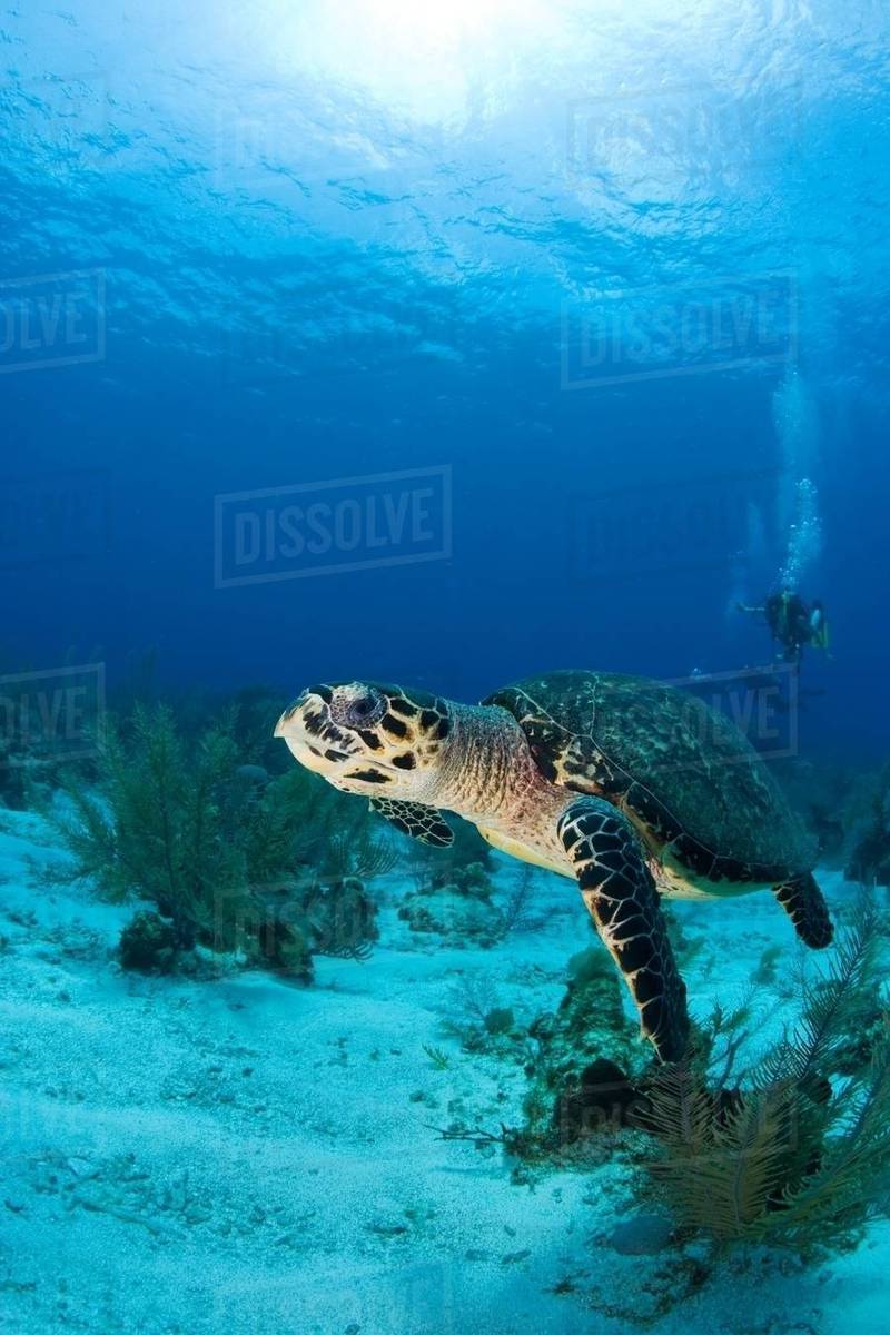 Hawksbill turtle. - Royalty-free Stock Photo | Dissolve