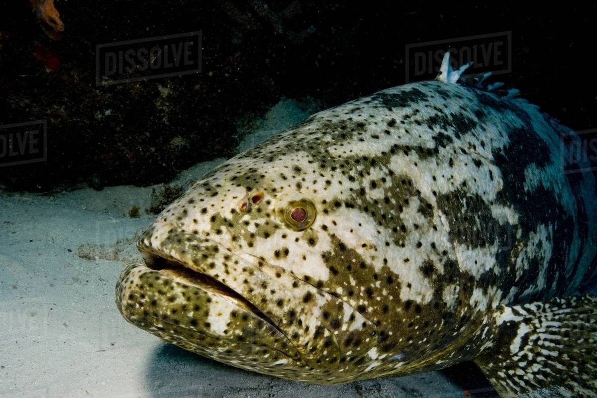 Goliath grouper. - Stock Photo - Dissolve