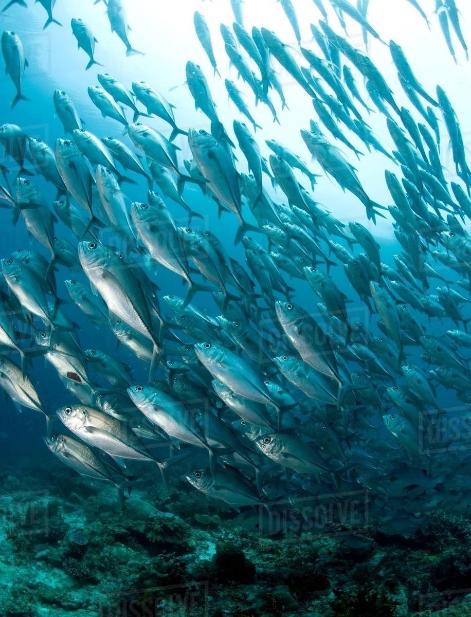 Schooling fish. - Stock Photo - Dissolve