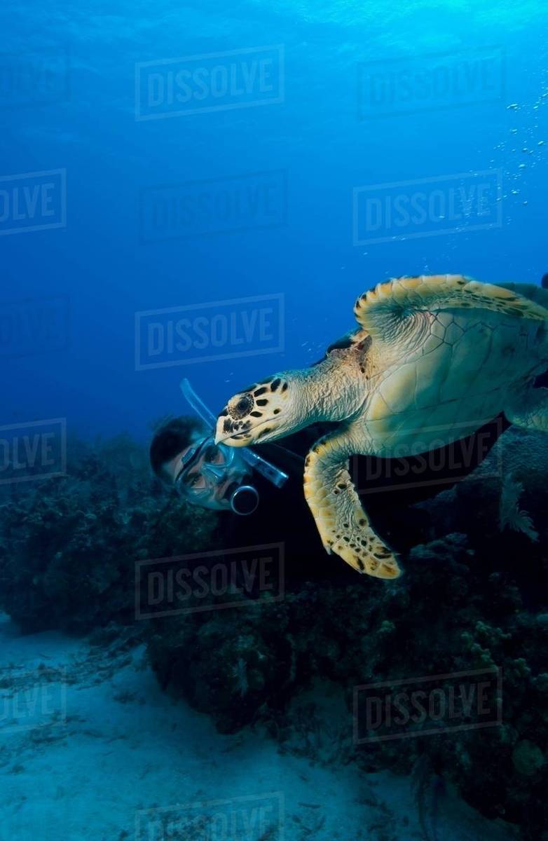 Diver with turtle. - Royalty-free Stock Photo | Dissolve