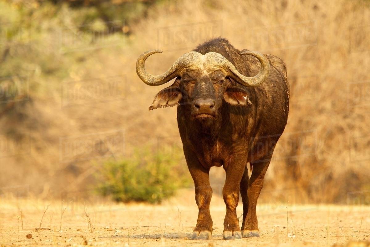 African buffalo, Syncerus caffer, portrait - Royalty-free Stock Photo ...