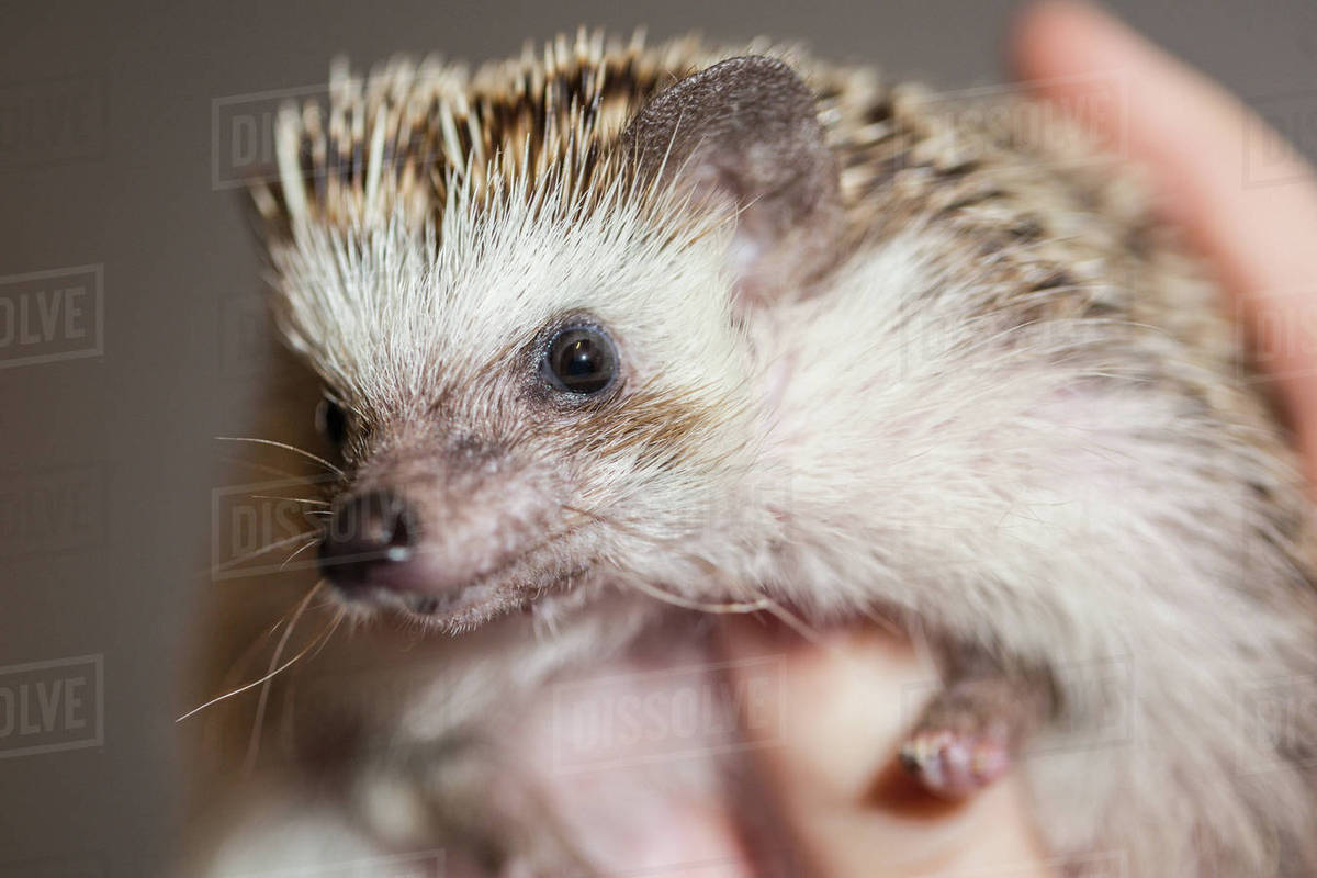 Close up of person holding hedgehog - Royalty-free Stock Photo | Dissolve