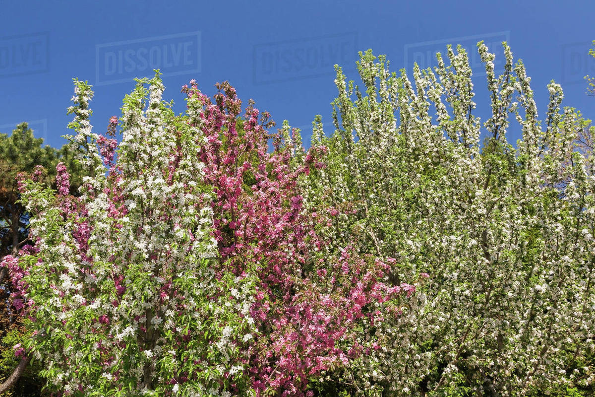 White and pink flowering Malus 'Maypole' - Apple trees in spring ...