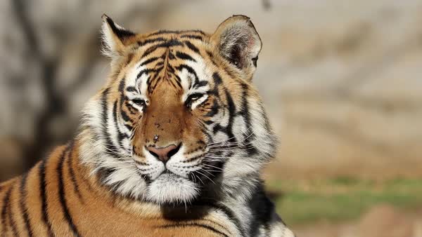 Portrait of a large Bengal tiger (Panthera tigris bengalensis ...