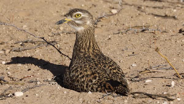A spotted dikkop (Burhinus capensis) sitting on her nest on the ground ...