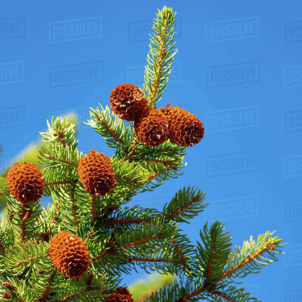 Evergreen branches of Christmas tree with cones on background of blue ...