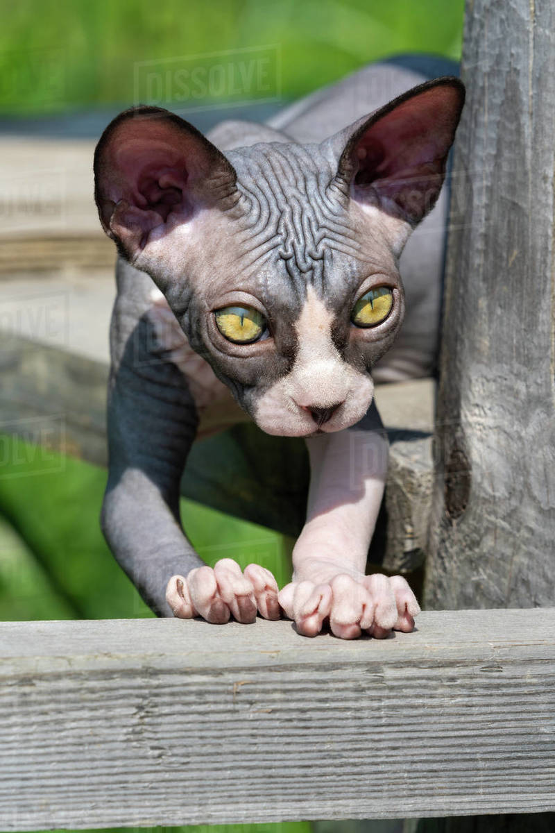 Brave kitten Sphynx lying down on wooden planks high above ground on ...