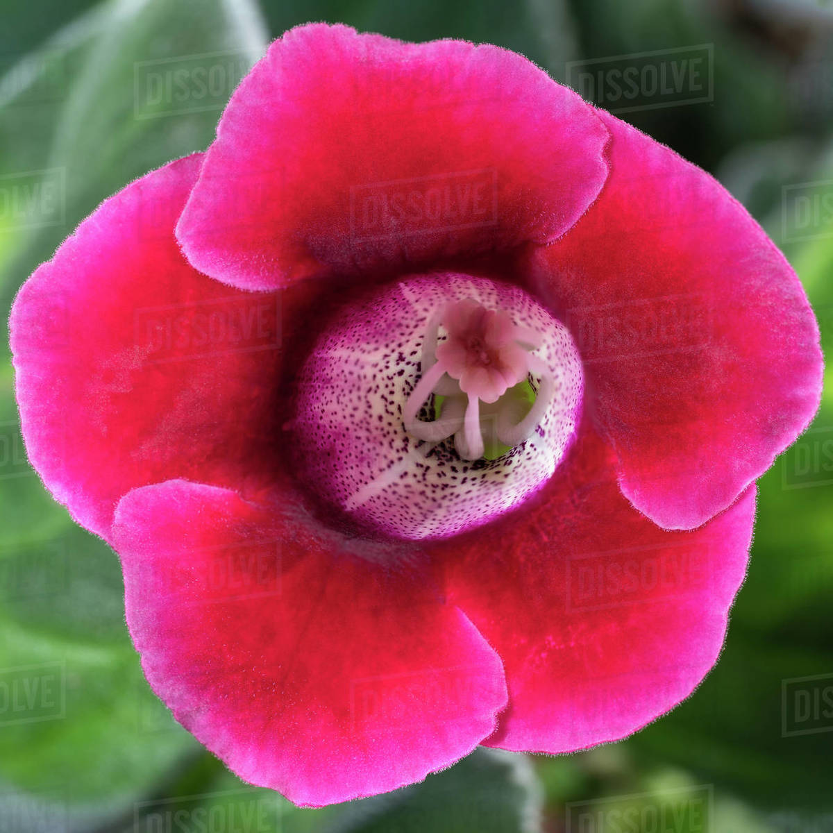 Beautiful blooming flower Gloxinia crimson color - genus of plants of ...