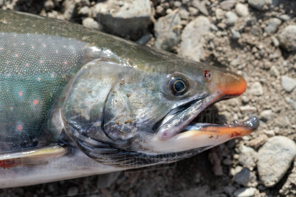 Wild salmonid fish Salvelinus often called charr or char with pink ...