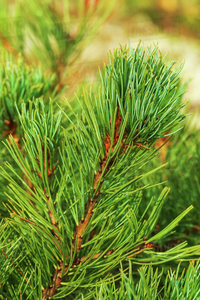 Needles of branch Siberian Stone Pine Pinus Pumila. Vertical close-up ...