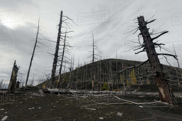 Kamchatka Peninsula volcanic landscape: burnt bare trees (larch) on ...