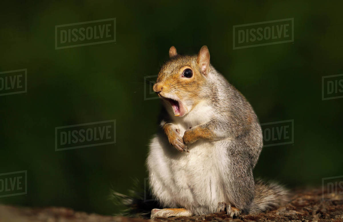 Close up of a grey squirrel yawning, UK. - Royalty-free Stock Photo ...