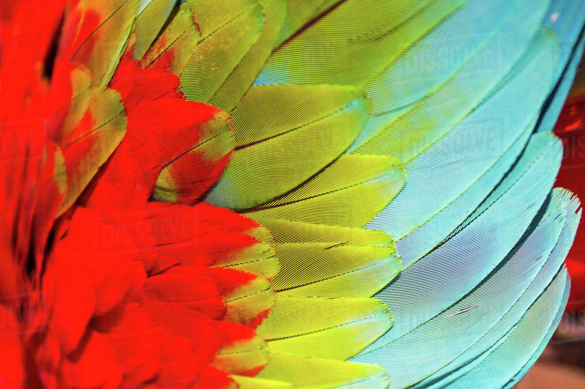 Close-up of a colorful wing of an ara parrot bird in the amazon - Stock ...
