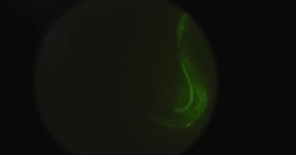 Highlighted green microorganisms under the microscope, moving in a ...