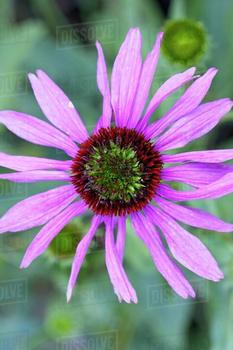 A top view of a pink echinacea flower also called a coneflower at ...