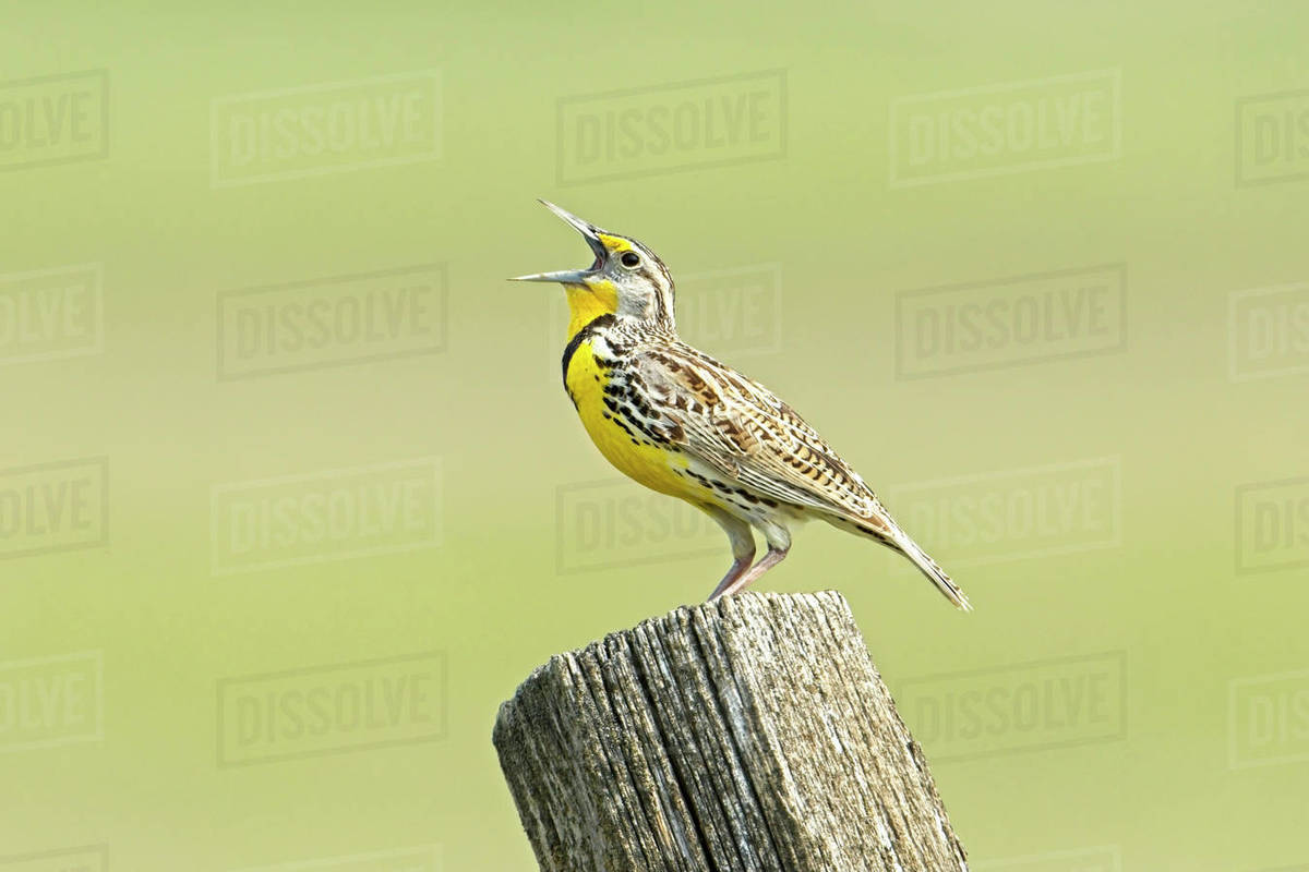 A beautiful western meadowlark is perched on a fence post singing out ...